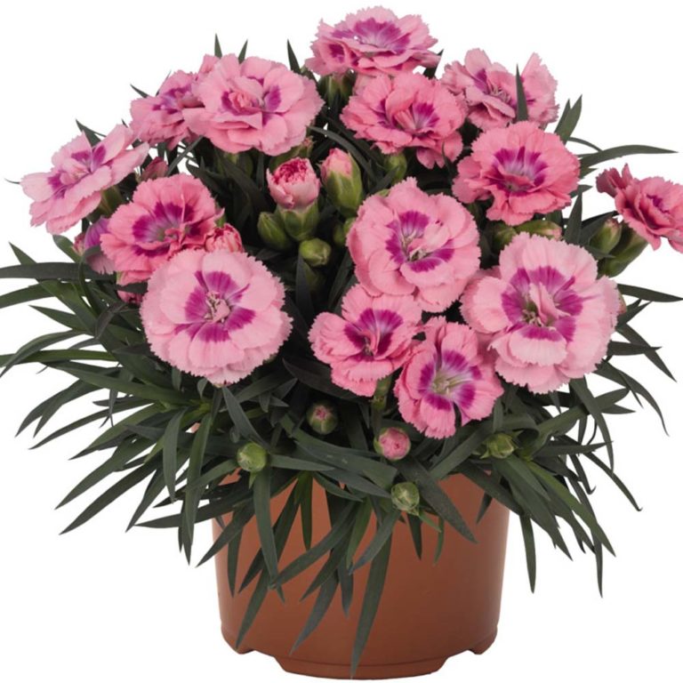 How to Grow Carnations – Complete Guide to Planting, Growing, and ...