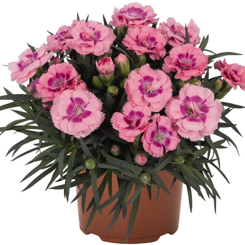 How to Grow Carnations – Complete Guide to Planting, Growing, and ...