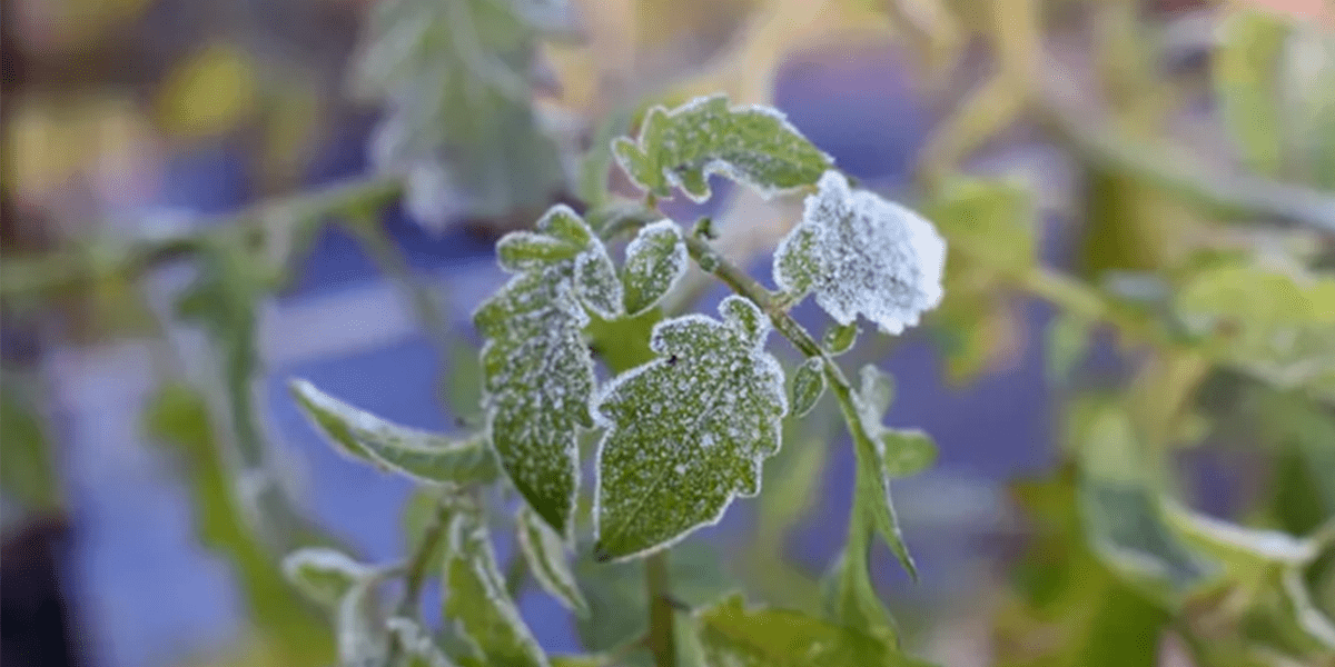 Optimal Vegetable Growth Temperatures: Seed Germination & Yield | VEG ...