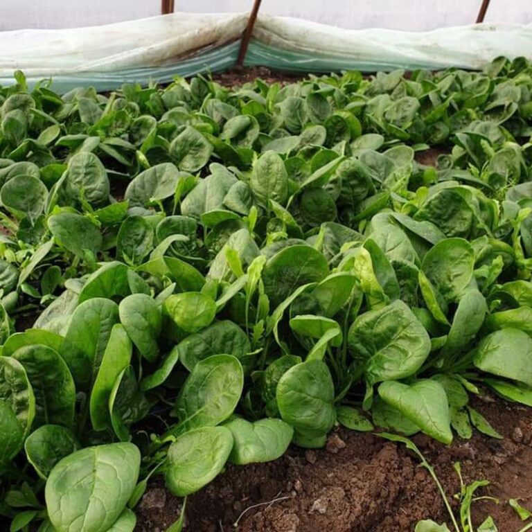 Top 20 Most Popular Vegetables in the World | Global Production ...